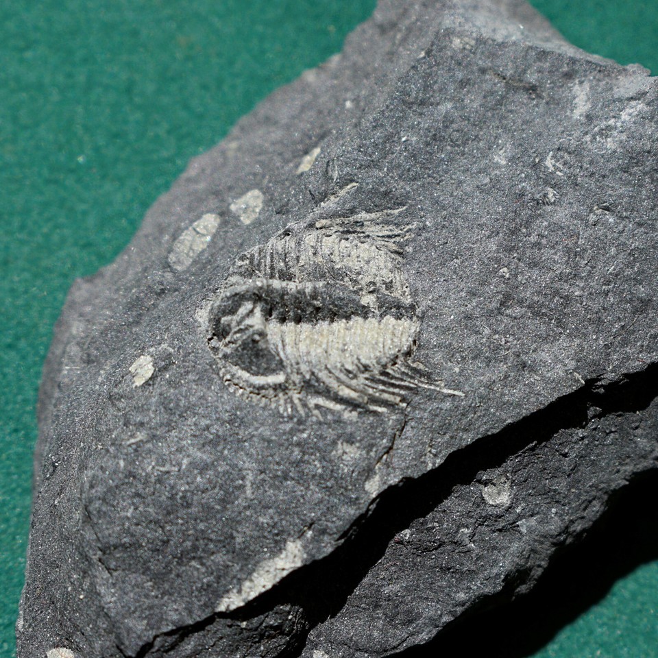 Leonaspis Trilobite Fossil | Spiny Devonian Fossil | Collector’s ...