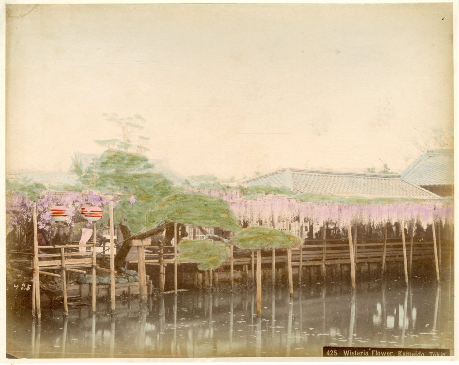 Japon, Tokio, Kameido, Wisteria flower vintage albumen print, Japan, 日本 ...