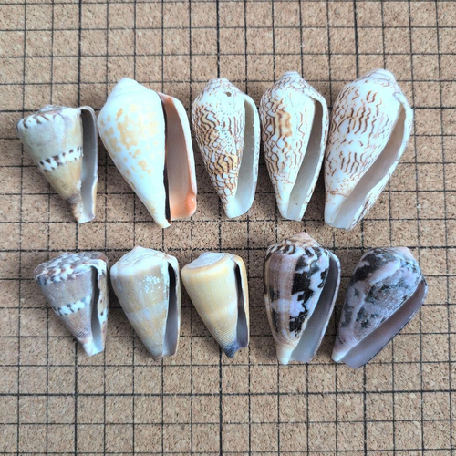 Cone shell from japan Surf-Tumble Shells of Okinawa 3.5㎝ to Max 5.5cm ...