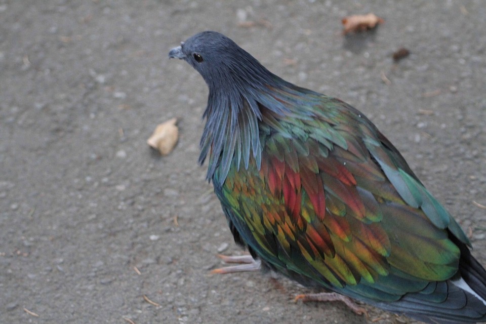 Nicobar Pigeon Taxidermy / Decoy Carving Reference Photo Cd | eBay