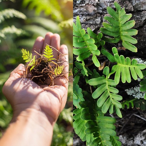 x4 Live Bare plants : Polypody ferns Polypodium tiny ferns | eBay