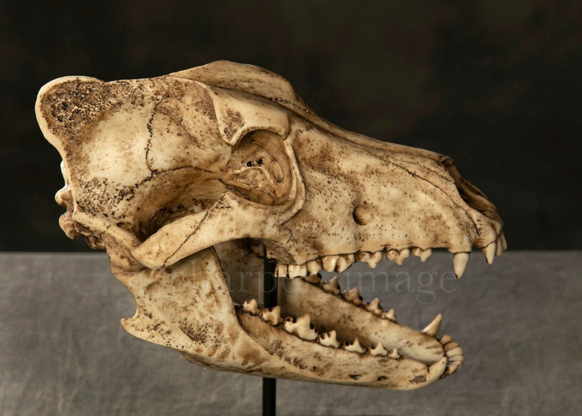 Dire Wolf Skull Antique Finish Bone Clones Inc