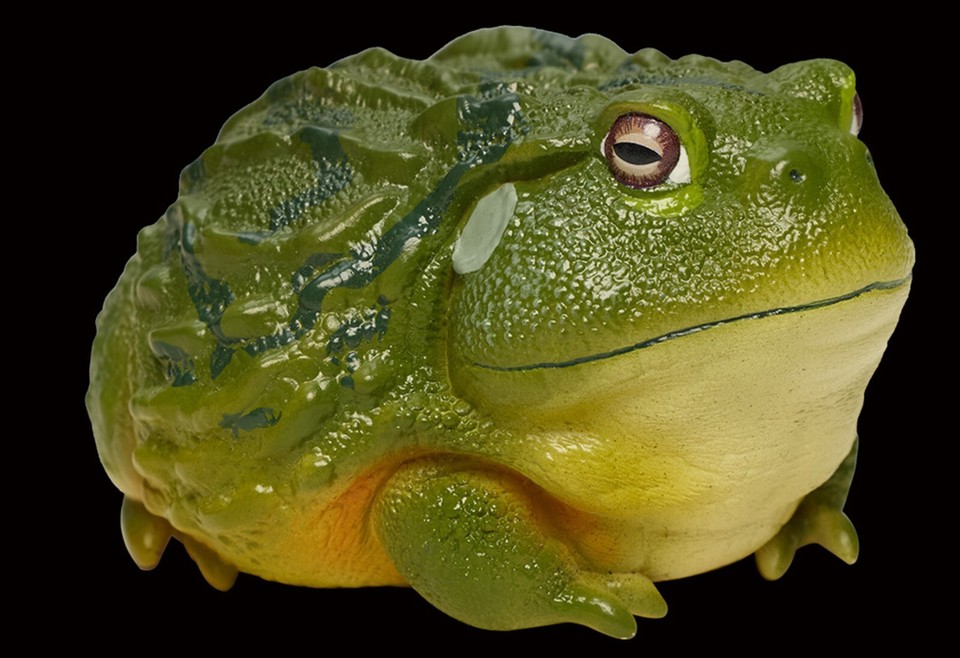 【In-Stock】 Animal Heavenly Body African Bullfrog Frog Collectible ...