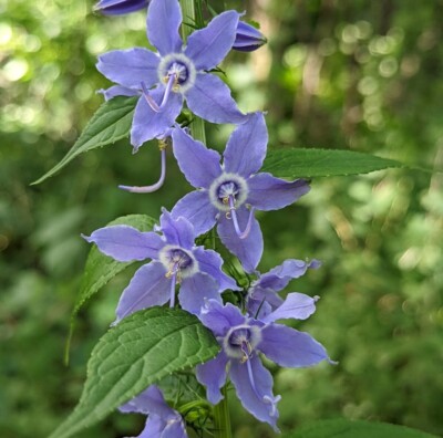 500+Tall Bellflower Seeds Campanula americana Native American ...