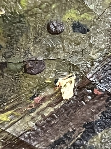 Christopher H Shearer (1846 - 1926) Original Landscape Oil Painting ...