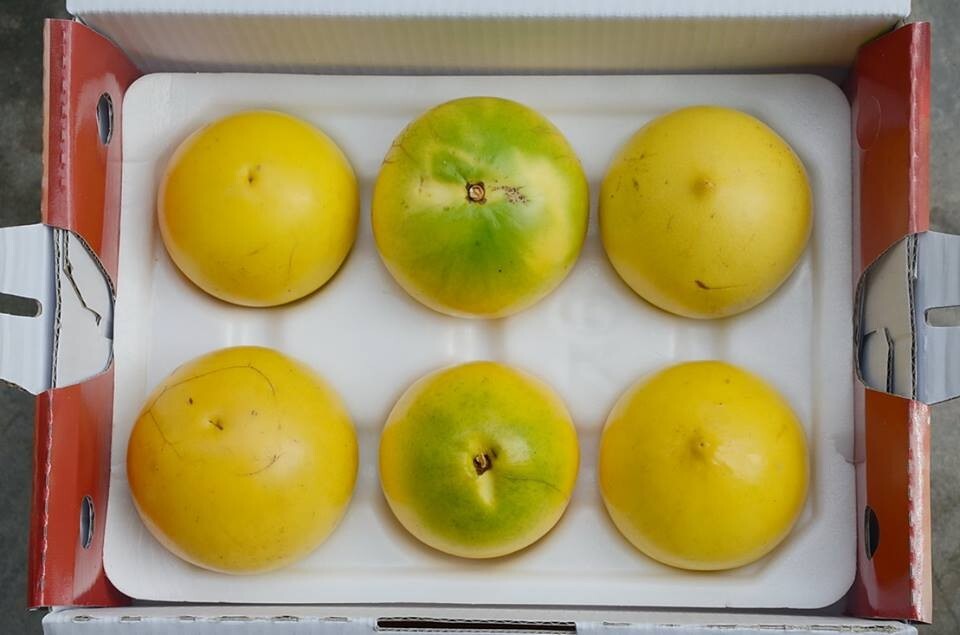 ~ABIU~ Pouteria Caimito Rare Fruit Tree Tropical BIGGER Plant from ...