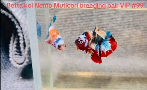 BETTA LUXURY F1 NEMO MULTI COLOR READY BREEDING PAIR MALE & FEMALE LIVE ...
