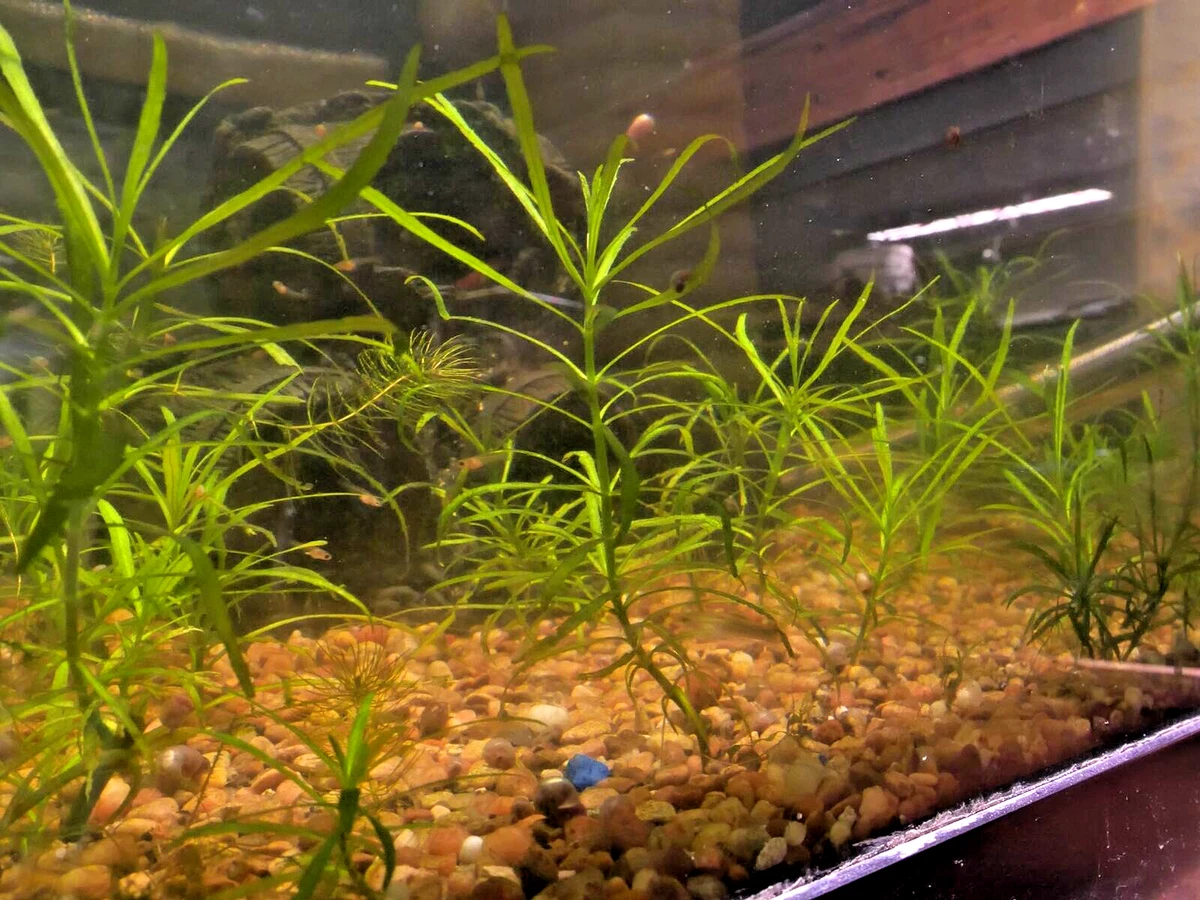 Pogostemon Stellatus