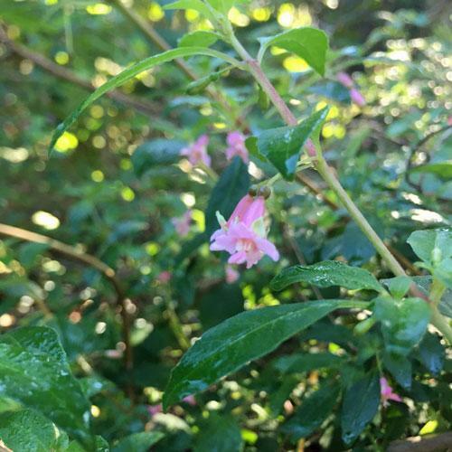 Fuchsia microphylla ssp. microphylla | Small Leaf Fuchsia | 10 Seeds | eBay