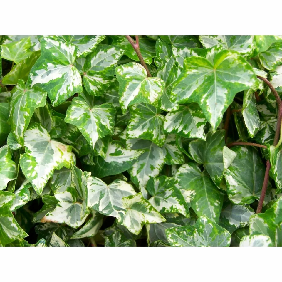 Hedera Helix 'Variegata' – Variegated Trailing Ivy (Baby English Ivy ...