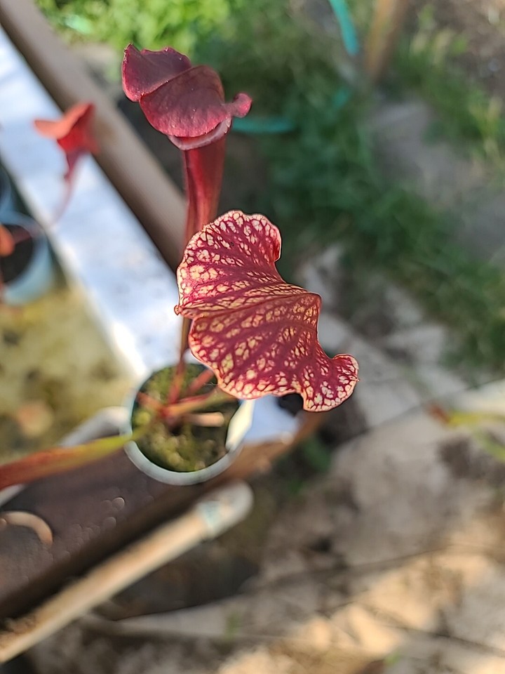 Sarracenia Hybrid (Oreo X Leuco) X Courtii OP Hardy Carnivorous Pitcher ...