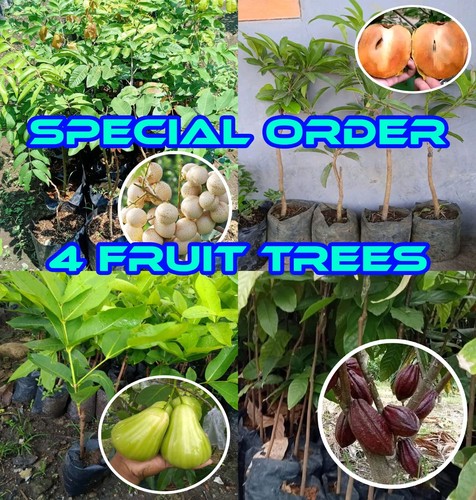Custom Order 4 Grafted Fruit Tree Ship DHL (Best Sellers) | eBay
