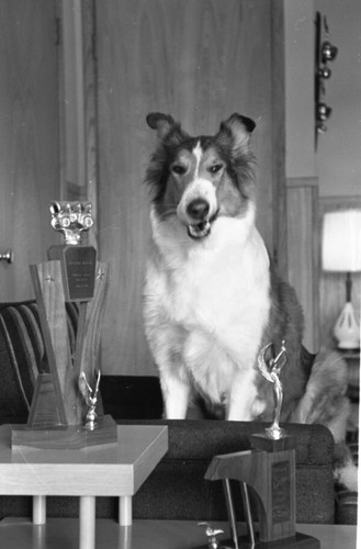 Lassie 1960's TV star Collie posing with Patsy Award Original Camera ...