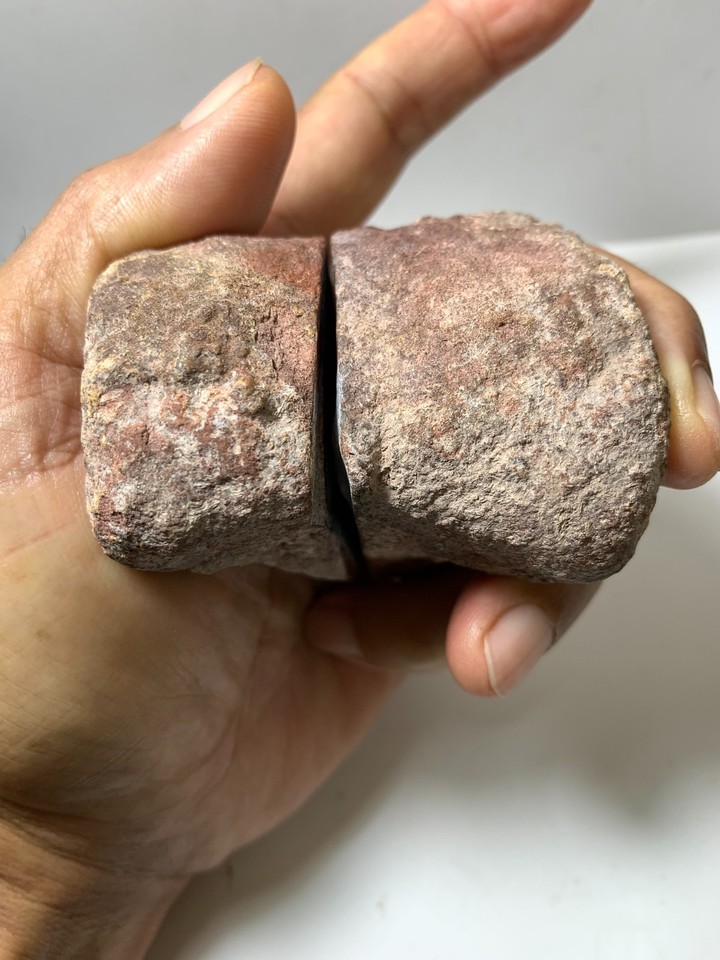 2 pcs Sauropod Dinosaur toe bone Fossil / Polished half-cut Rare ...