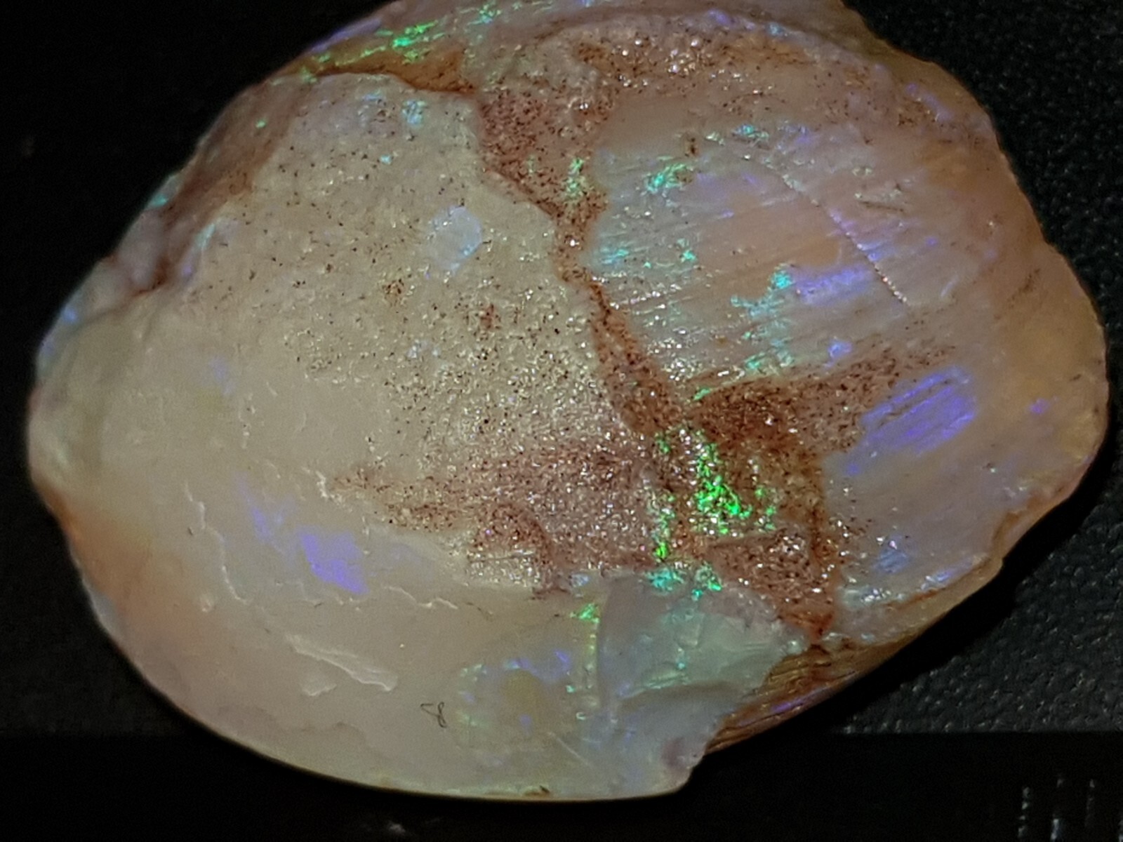 60 CARATS SPECIMEN OPALIZED SHELL RARE FOSSIL COLOUR GREEN FROM COOBER ...