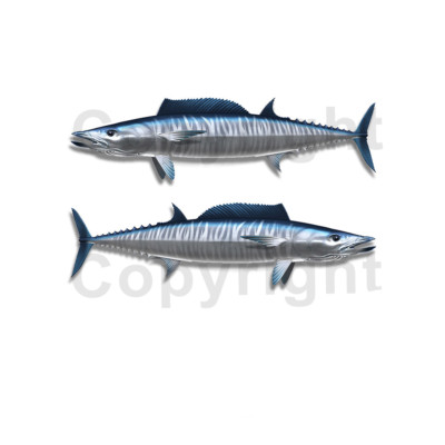 Wahoo Sticker Decal Fishing RV Boat Car Truck Camper Trailer F103 2 ...