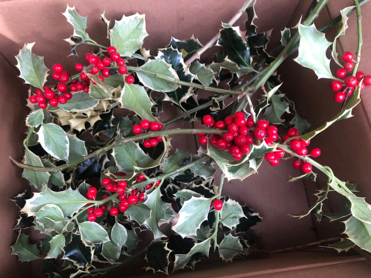 Variegated Holly Wreath