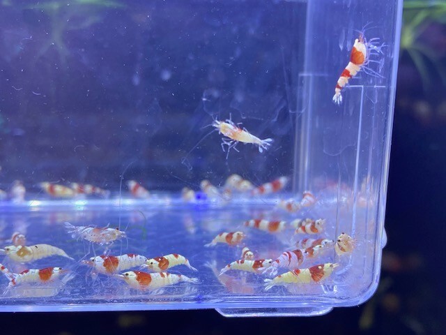 12 Crystal Red Shrimp CRS (Caridina cf. cantonensis) PRL Pure Red Line ...