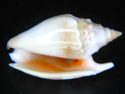 STROMBUS BULLA: RARELY OFFERED GIANT SIZE @ 71.64MM! | eBay