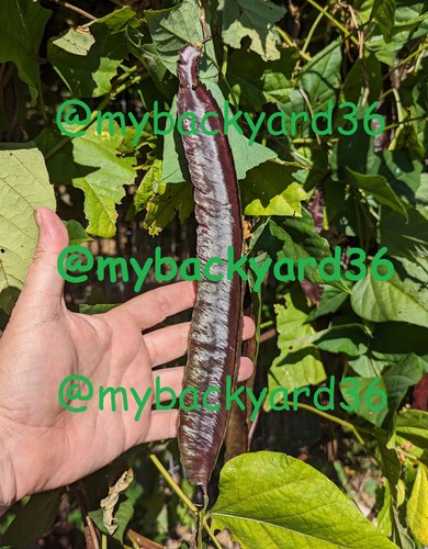 PURPLE Winged / Goa Bean seeds x 10 - RARE variety, beautiful ...