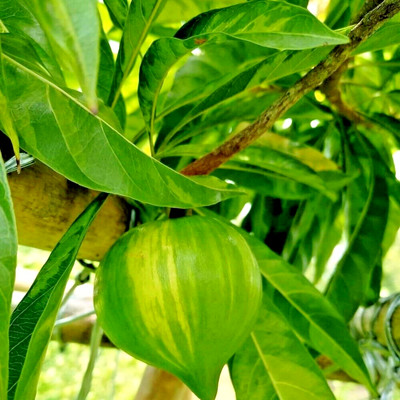 Canistel Yellow Variegated Grafted Plant Egg Fruit Chesa Tree Tropical ...