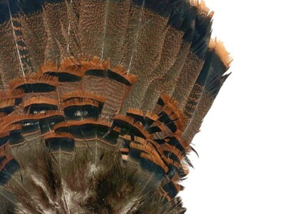 1 Complete Fan - Grade A Natural Brown Merriam Wild Turkey Tail ...