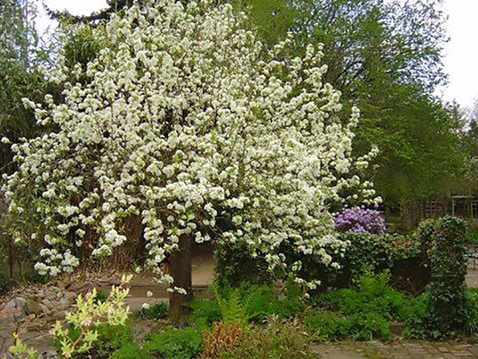 Bartlett Pear, Pyrus communis, ‘Bartlett’, Tree Seeds (Fast, Edible ...
