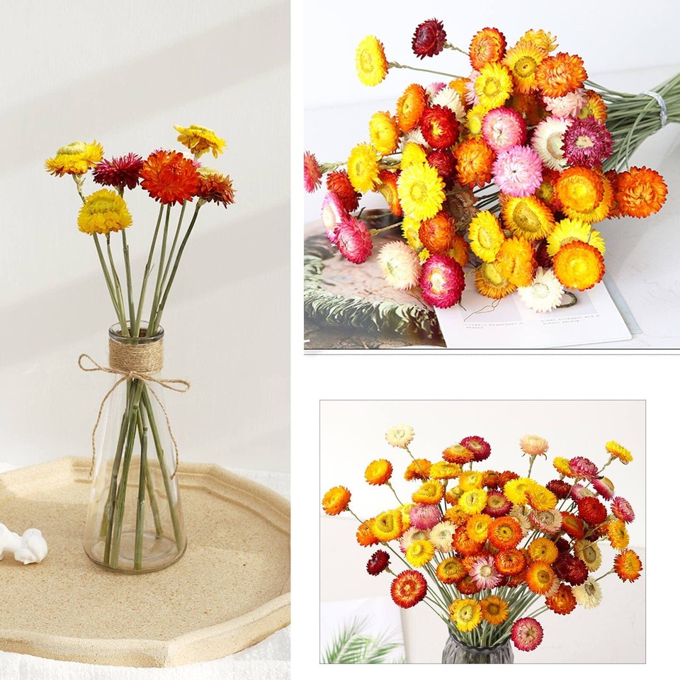 Dried Flowers Natural Daisy Mums Flower 20 Stems Multicolor Daisies ...
