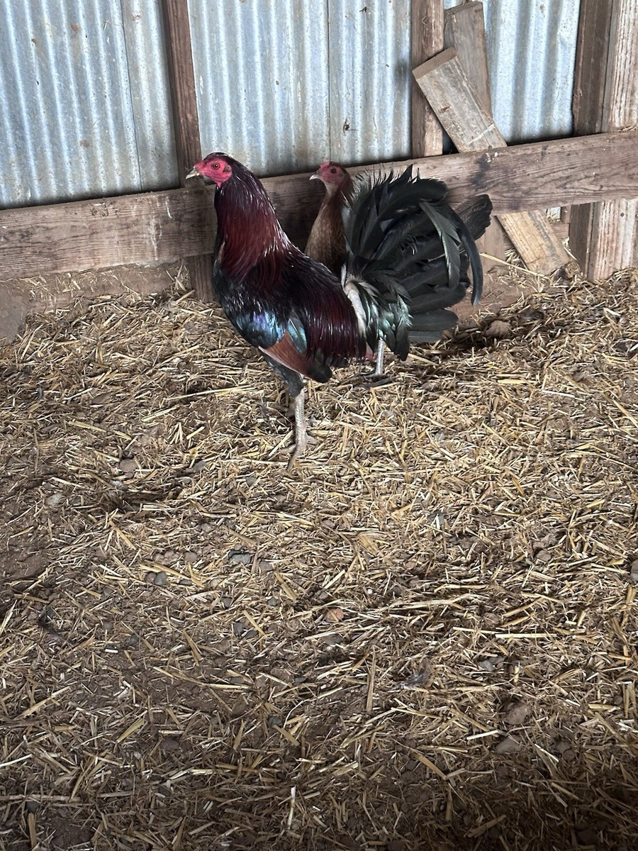 Gilmore Hatch Gamefowl