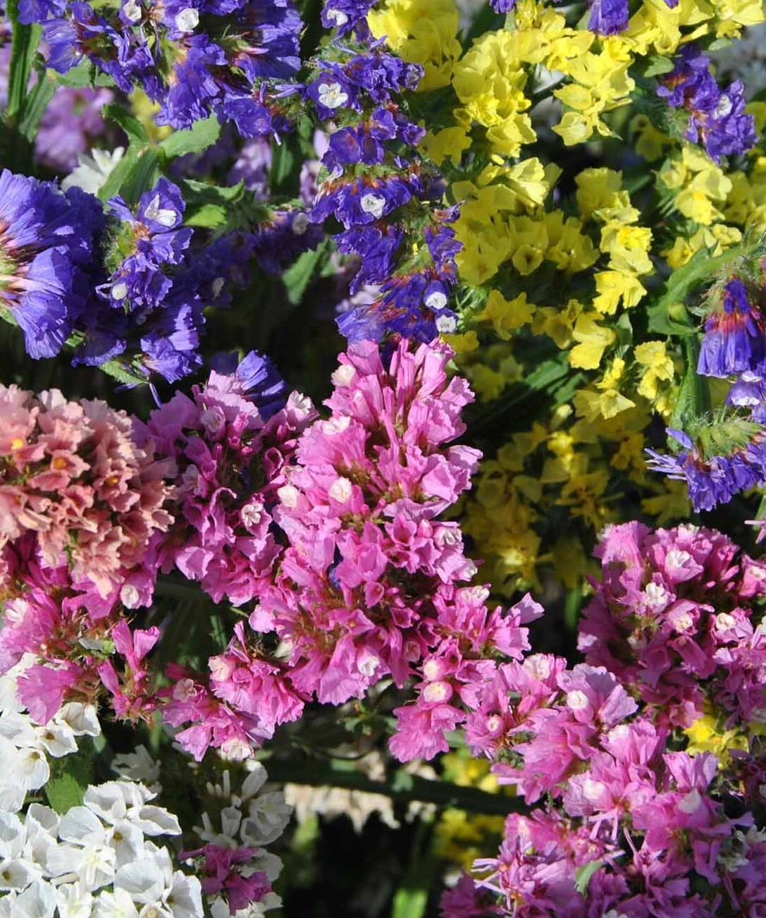 50 Pcs Mixed River Statice Flower Seeds- Exotic Annual! LIMONIUM ...