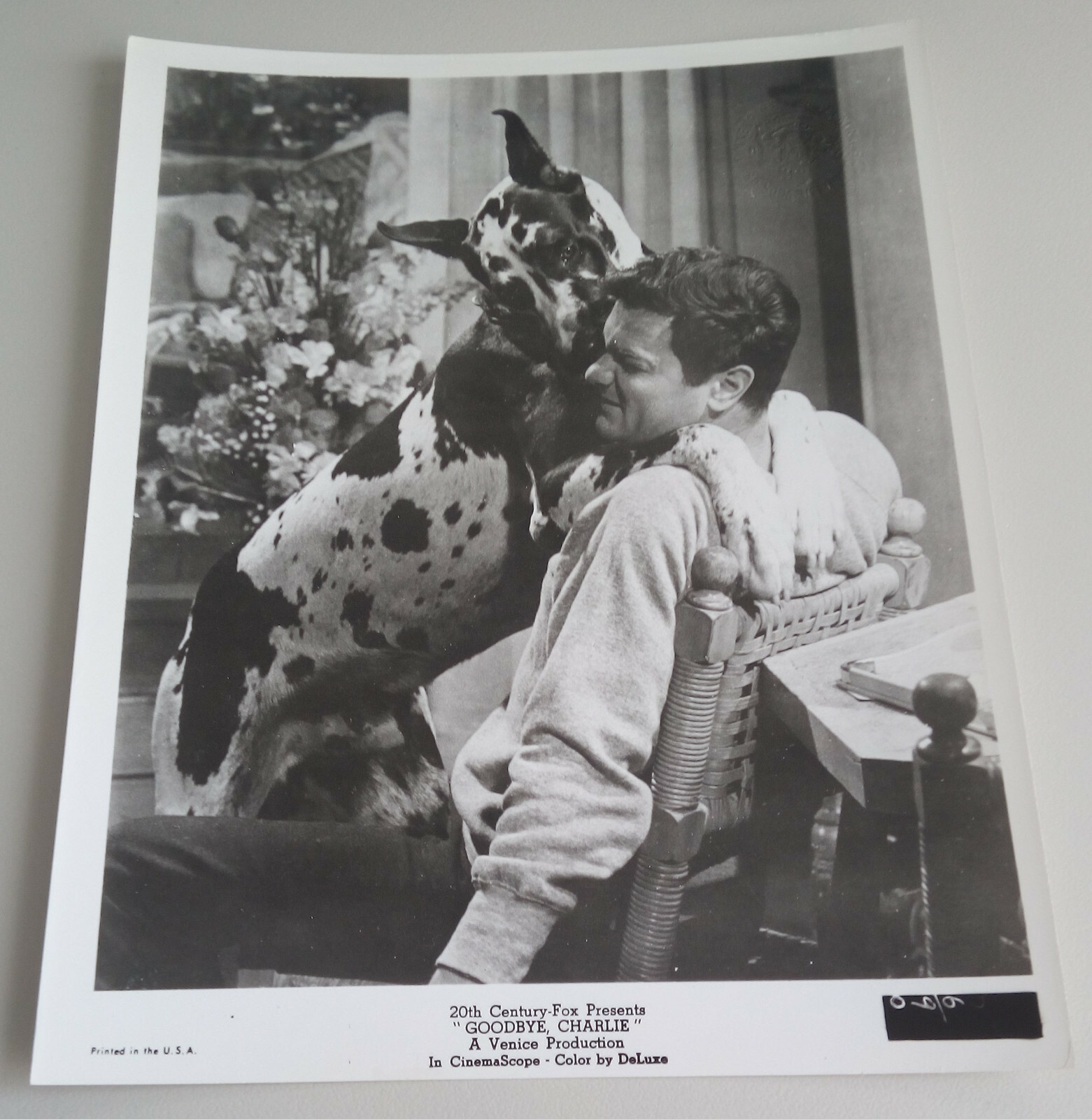 TONY CURTIS in @Col Goodbye Charlie '64 GREAT DANE DOG | eBay