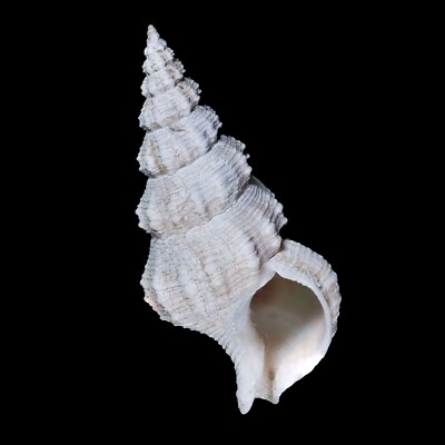 Buccinoidea-0401 Nassaria magnifica kirai FROM DEEP ENSHU-NADA AICHI ...