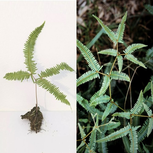x4 RARE Bare Plants : Dicranopteris Linearis Forked Fern Exotic Large ...