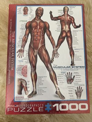 The Human Body EUROGRAPHICS 1000 Piece Jigsaw Puzzle THE muscular ...