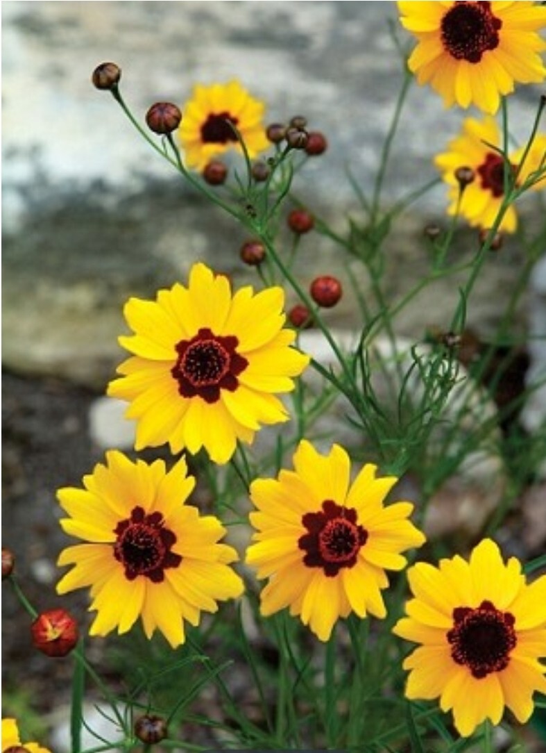 100+ Calliopsis SEEDS (Coreopsis plains) Organic Lanceleaf Tickseed USA ...
