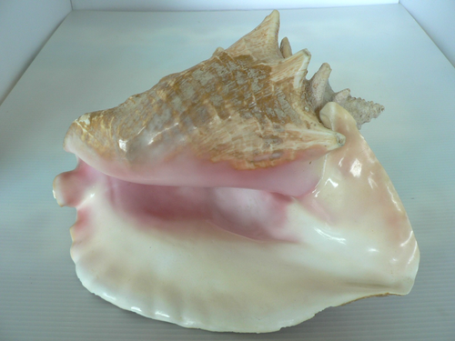 CONCH SHELL, HORNED - HAWAIIAN LARGE PINK | eBay