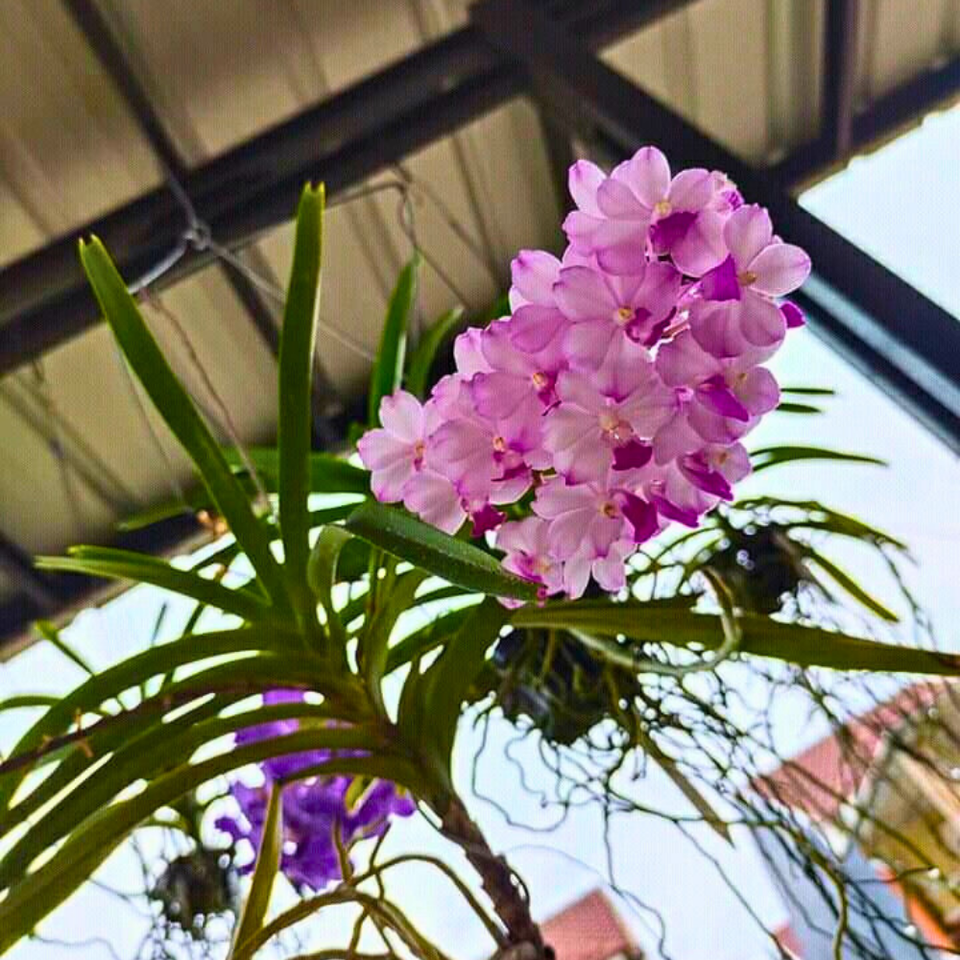 25 PCs Vanda Orchid Pots Plastic Square Hanging Basket Outdoor ...