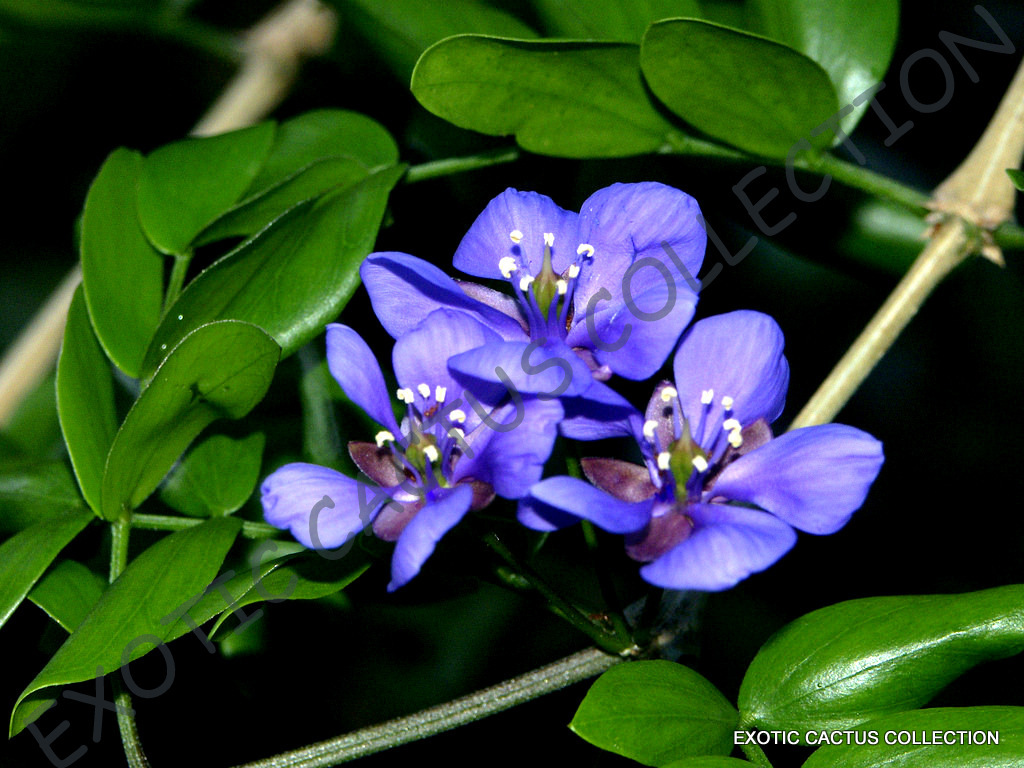 Bahamas National Flower Lignum Vitae | Best Flower Site