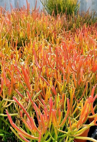 ( 3 ) Medium 5-8” + FIRE STICKS Cactus Euphorbia Tirucalli Succulent ...