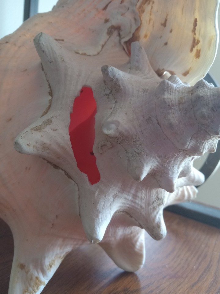 Large Queen Conch Natural Sea Shell 11” Old Fossil Nautical Beach Ocean ...