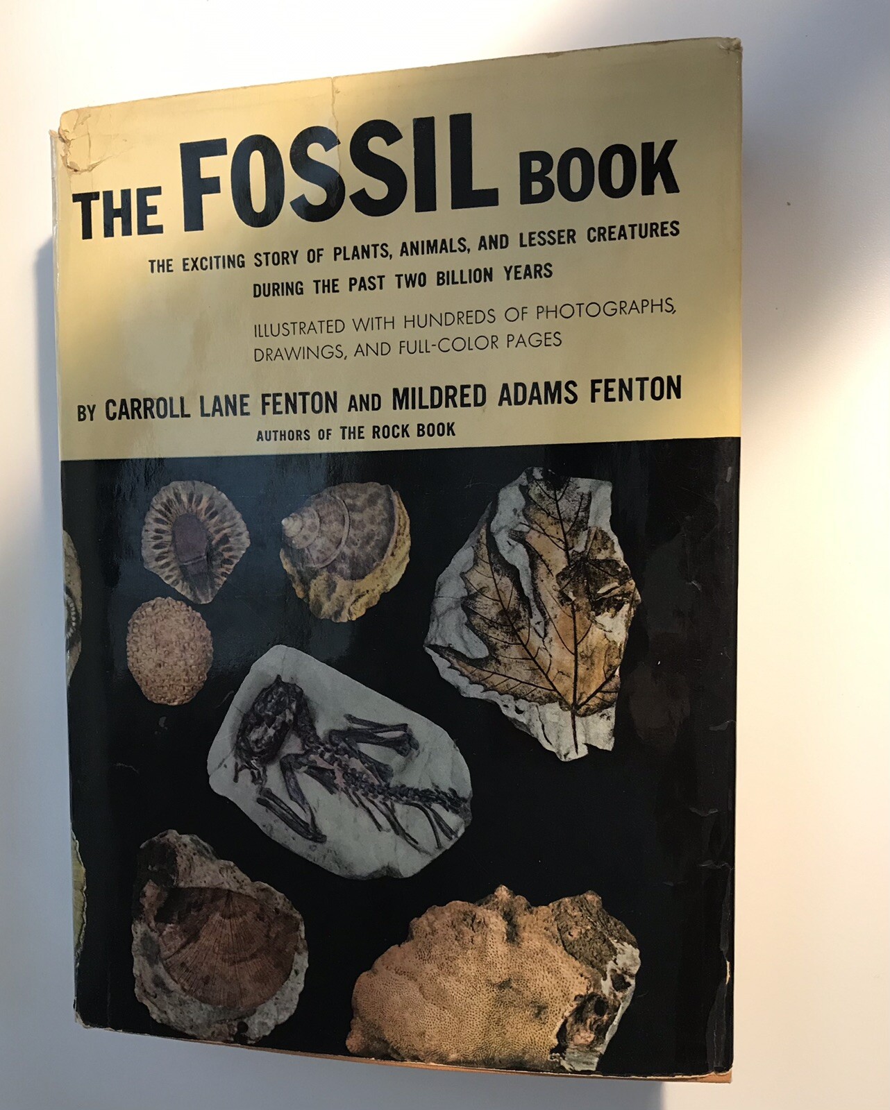 The Fossil Book | eBay