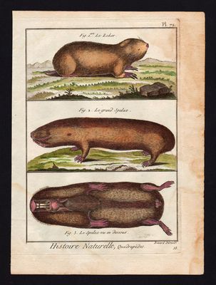 Rodent Spalax, Zokor engraving Print Original Direxit 1790 Chez ...