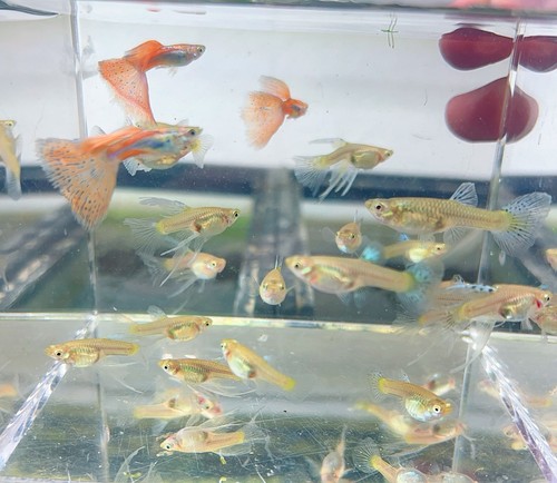 10 + 2 live guppy Fry - Blue Red Grass Guppy Fry- Live Guppy fish USA ...