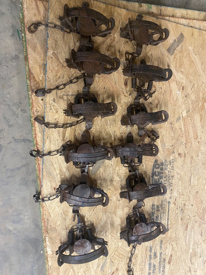 Dozen oneida victor #4 coil spring traps | eBay