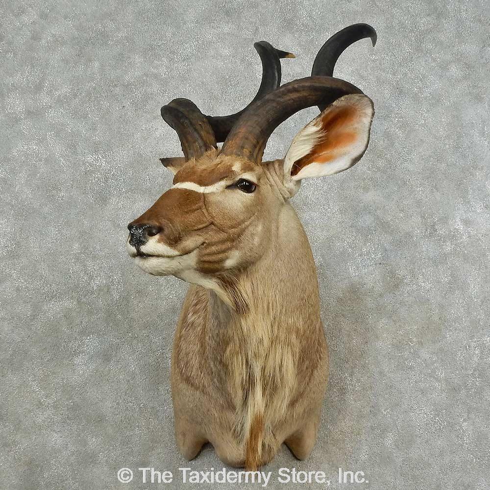 Kudu Mount