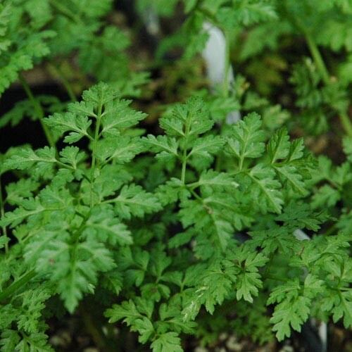 Winter Chervil herb 100 - 1500 seeds French Parsley Heirloom Garden ...