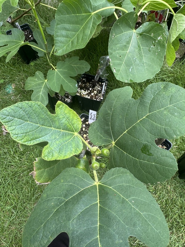 White Madeira Rooted Fig | eBay