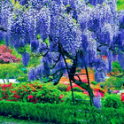 5 Chinese Blue Wisteria sinensis Tree Seeds Fast Climber Flower Vine ...