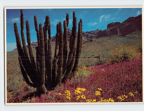 Postcard Organ Pipe Cactus | eBay