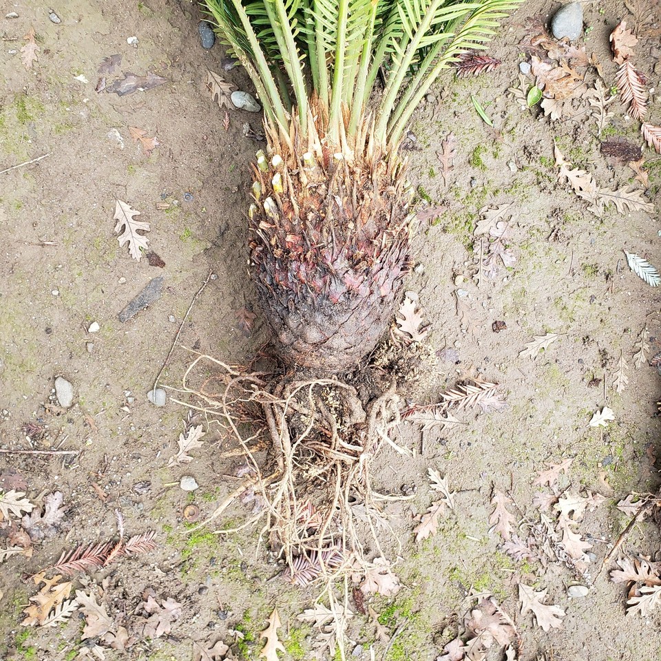 King Sago Palm Live Bare Root Plant Cycad Revoluta Large 10-12" Trunk ...
